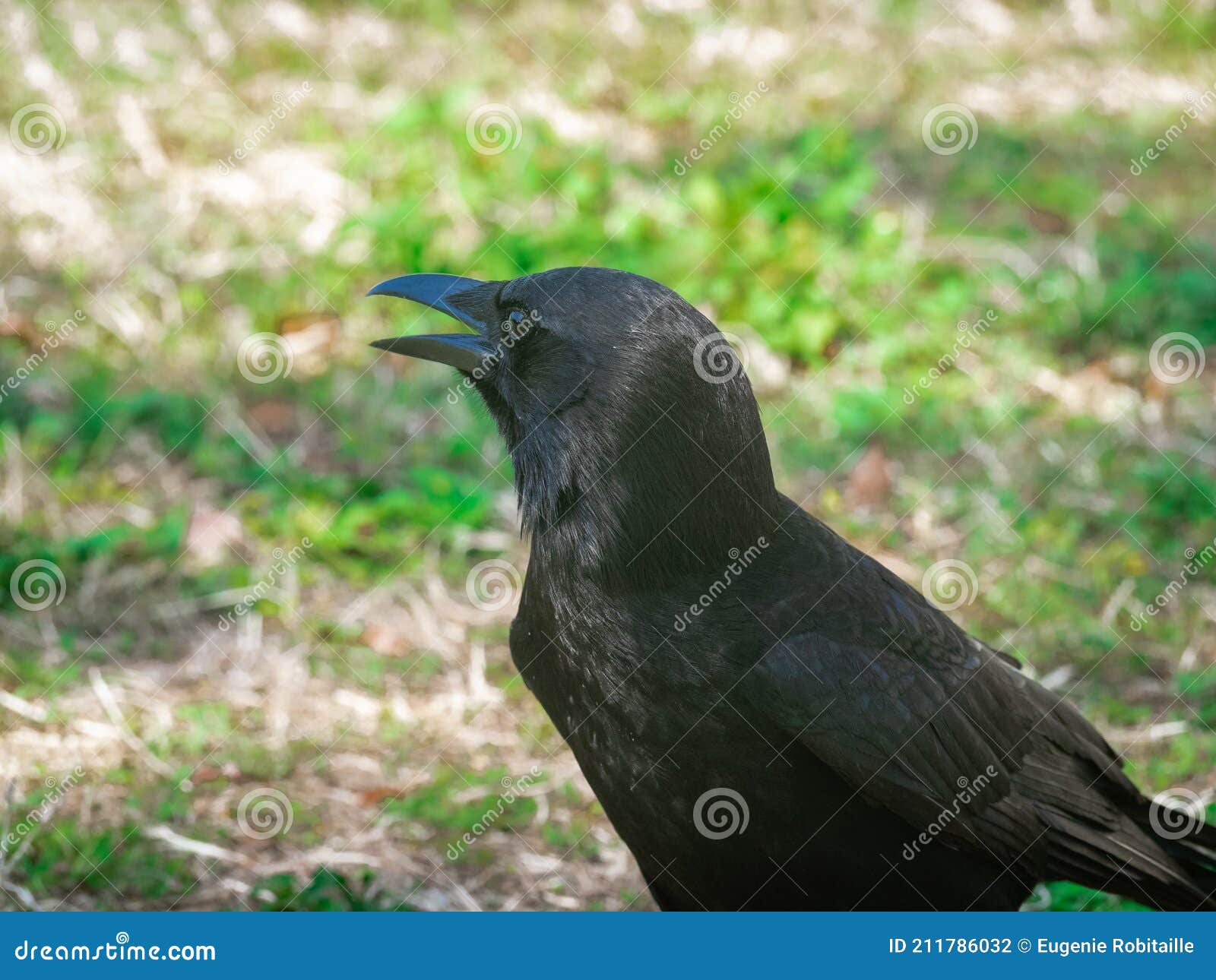 Crow on ground stock photo. Image of crow, brachyrhynchos - 211786032