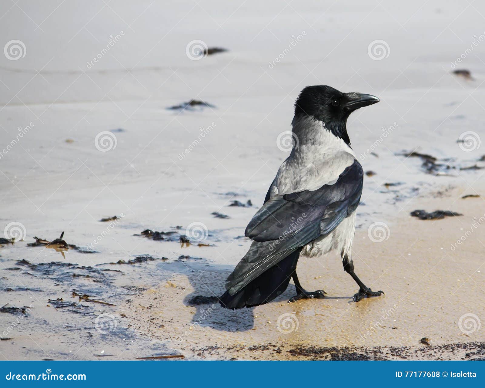 Crow on a ground outdoors stock photo. Image of flying - 77177608