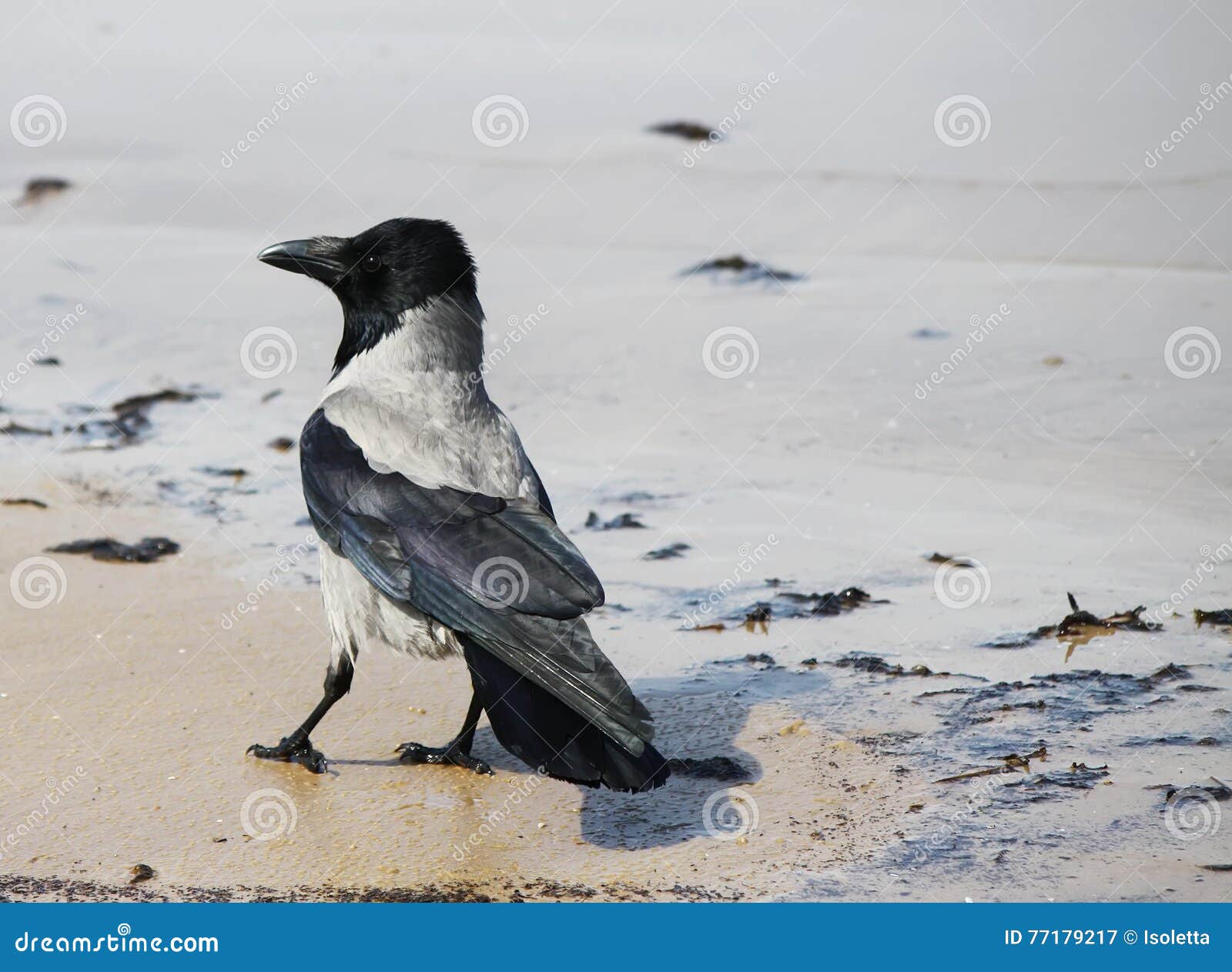 Crow on a ground outdoors stock image. Image of copy - 77179217