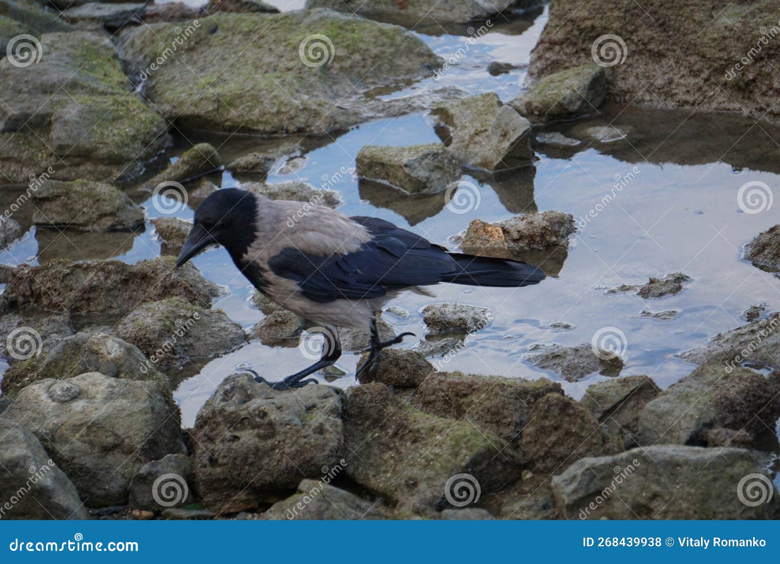 Crow on the ground stock photo. Image of wing, shorebird - 268439938