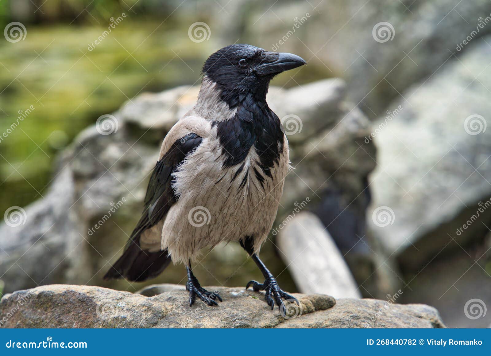 Crow on the ground stock photo. Image of branch, wing - 268440782