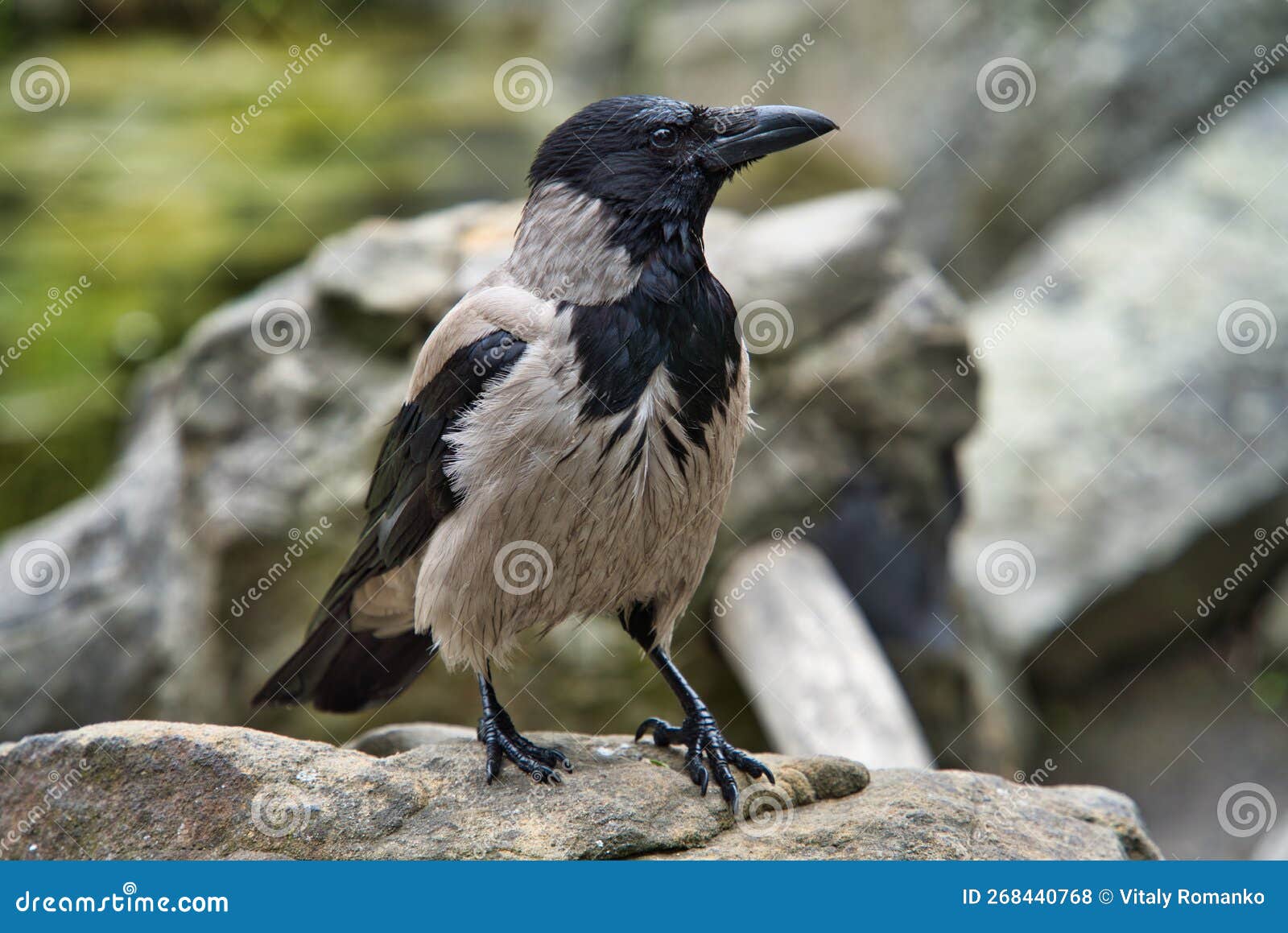 Crow on the ground stock photo. Image of nature, bird - 268440768