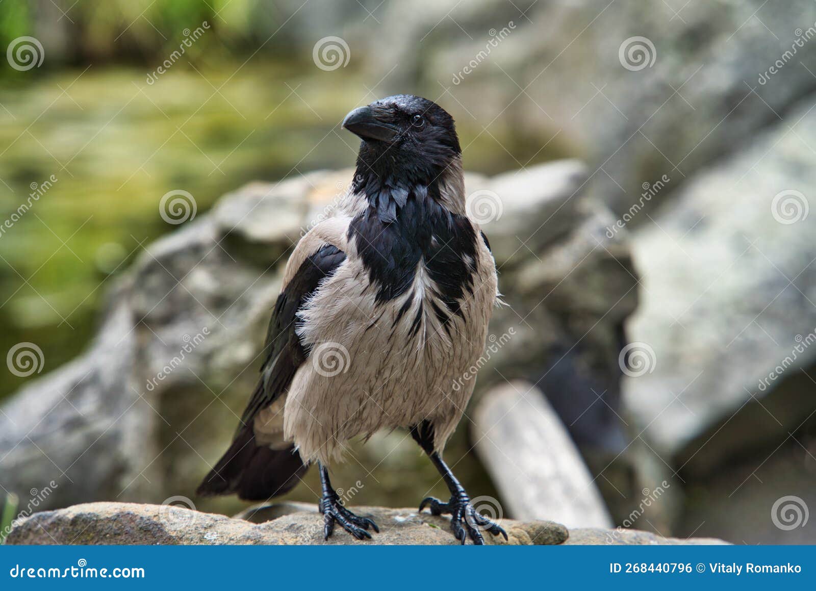 Crow on the ground stock photo. Image of robin, finch - 268440796