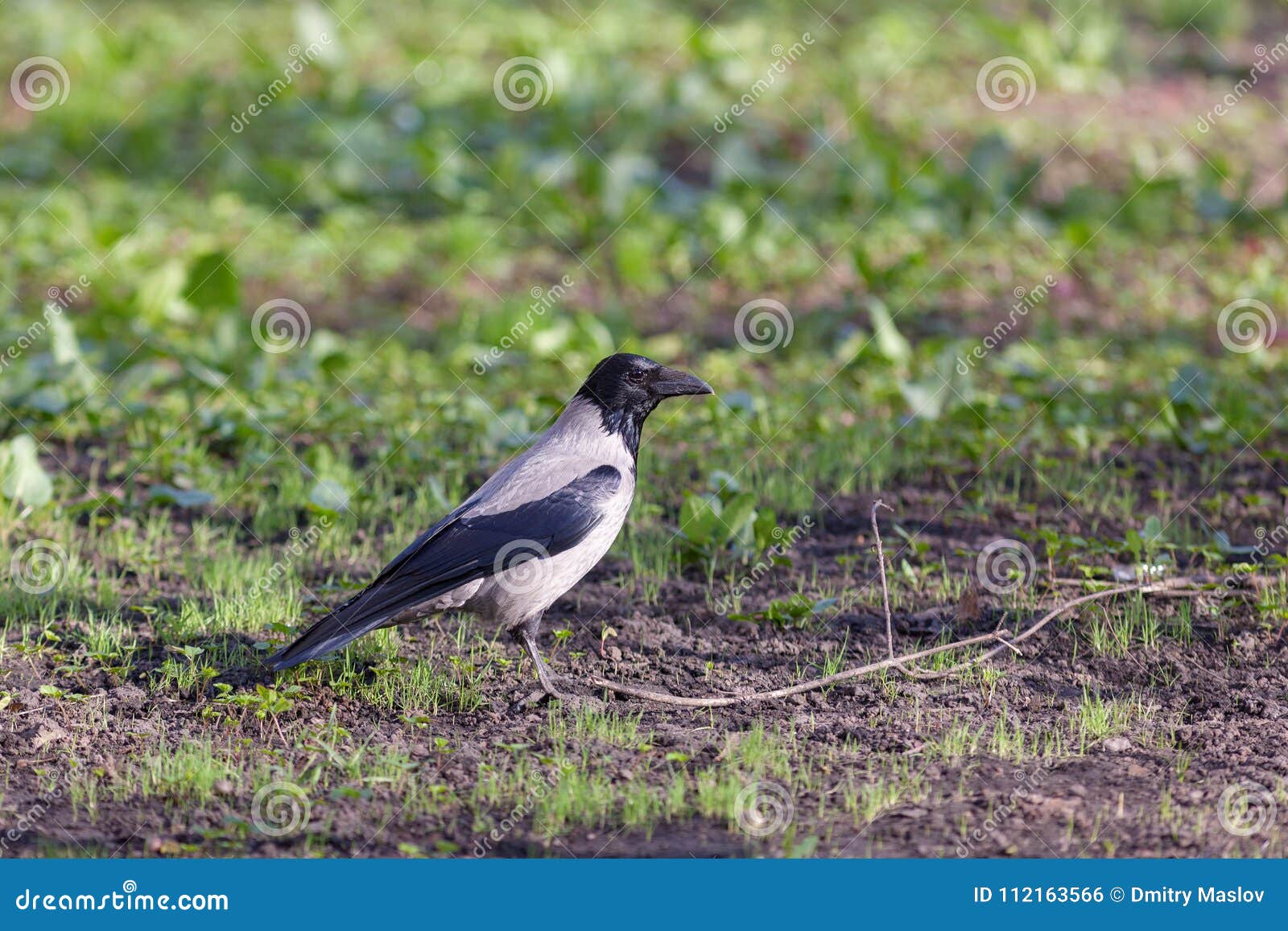 Crow in spring stock photo. Image of crow, feathers - 112163566