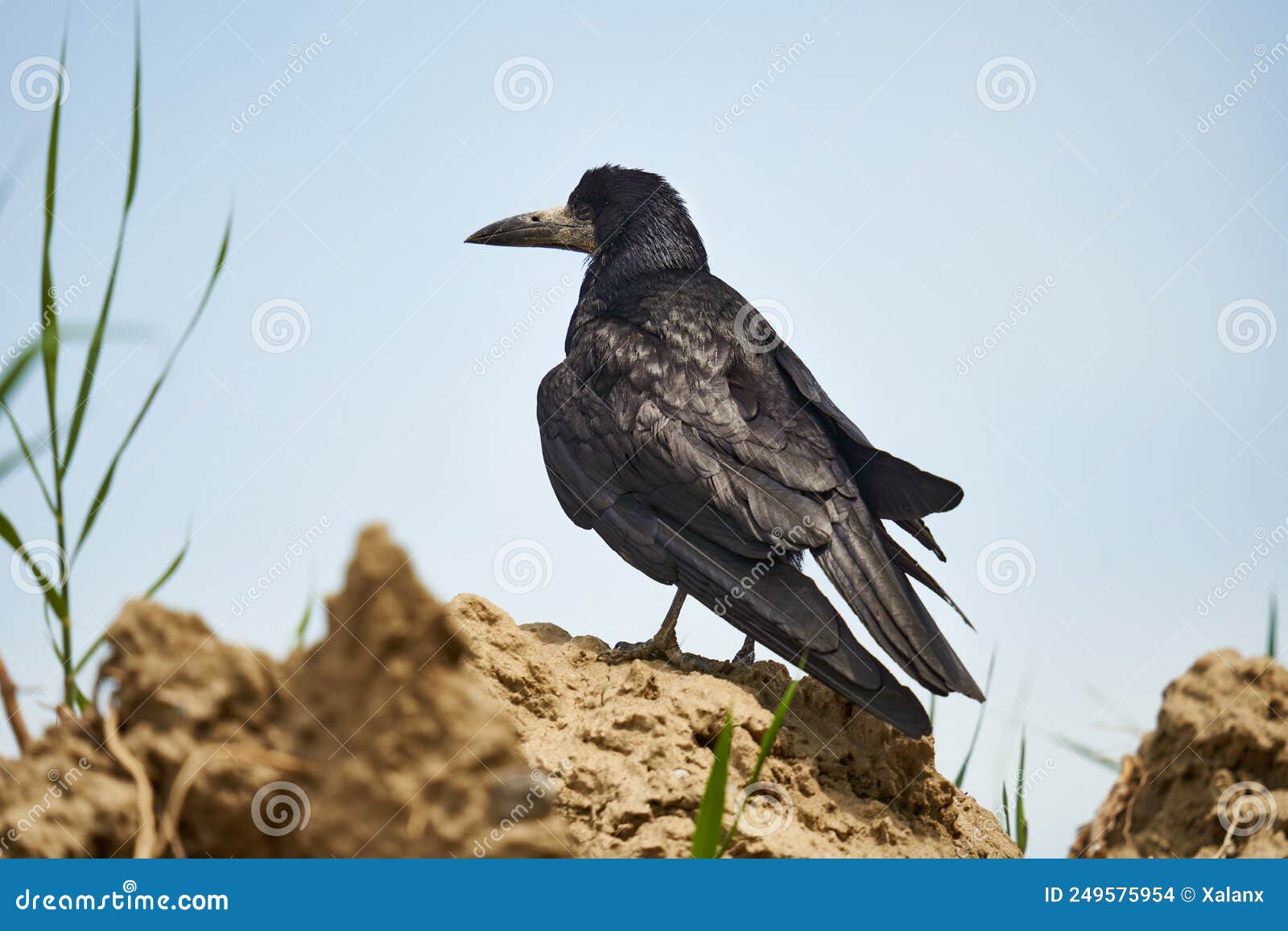 Crow on the ground stock photo. Image of passerine, environment - 249575954