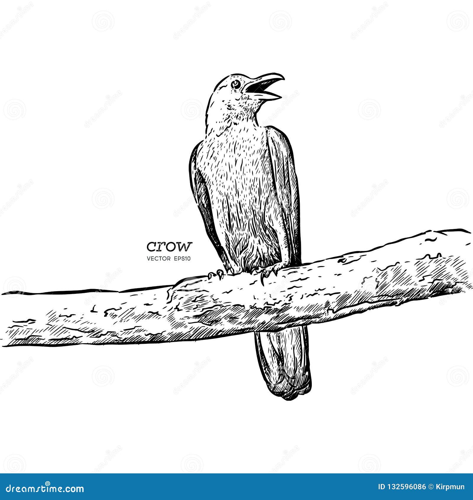 Crow, Hand Drawn High Quality Vector Stock Vector - Illustration of ...