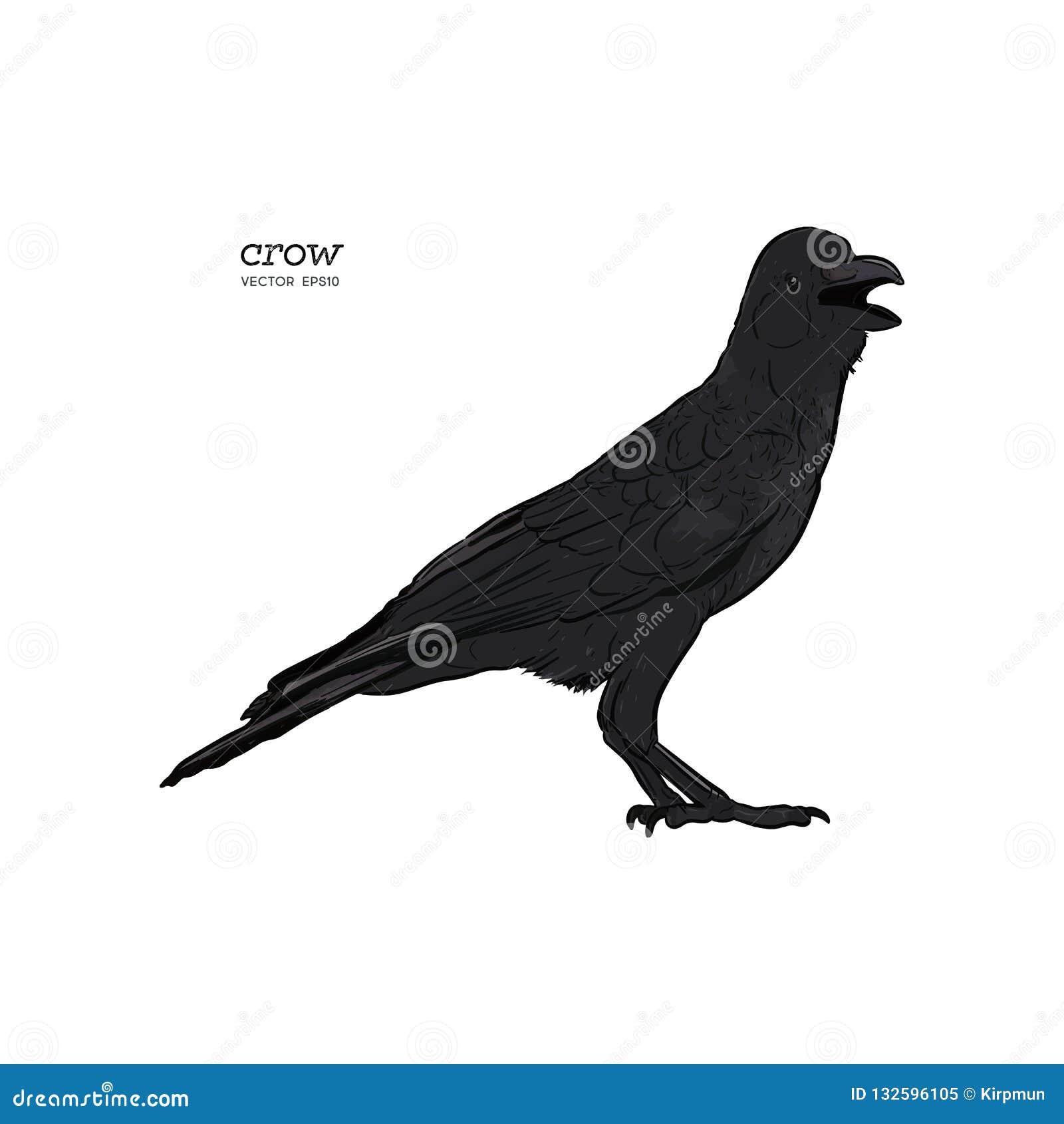 Crow, Hand Drawn High Quality Vector Stock Vector - Illustration of ...