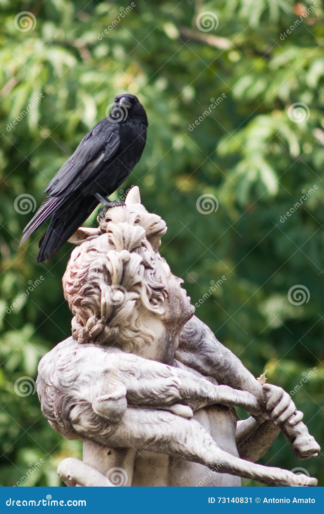 Crow on the Head of a Statue Stock Image - Image of animal, beak: 73140831