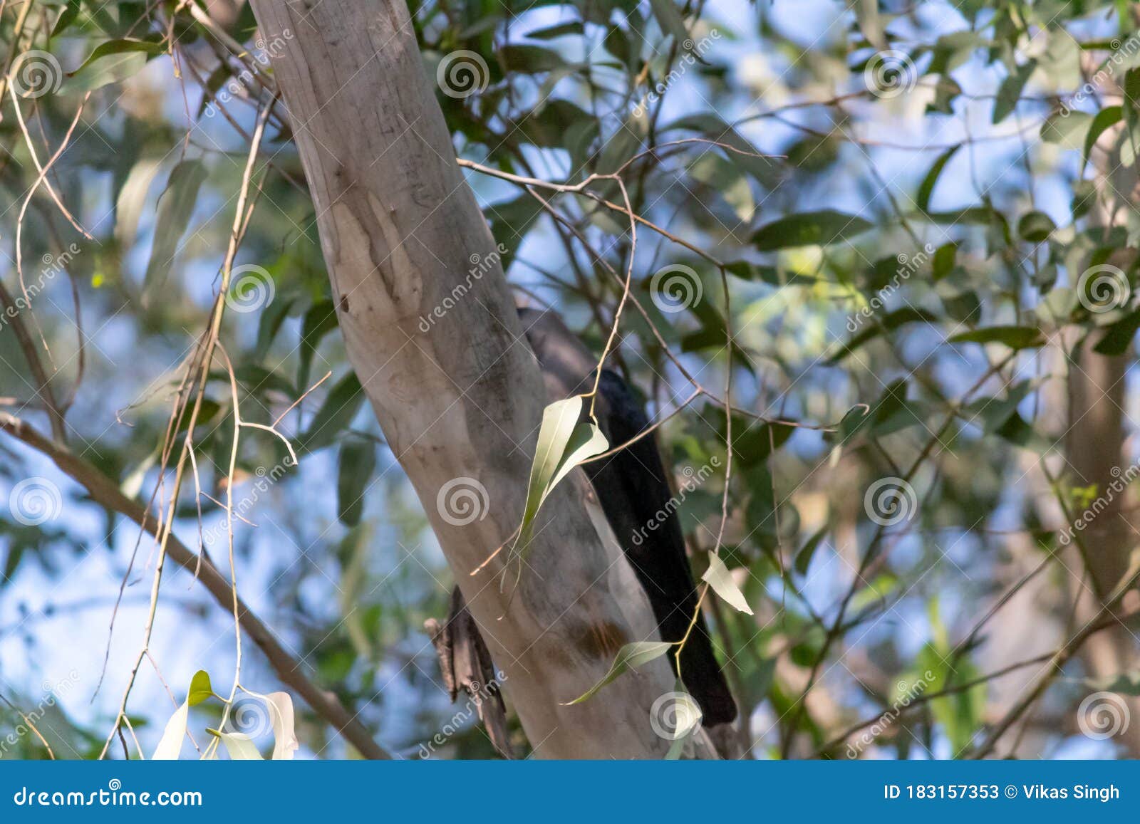 A Crow Hiding Behind the Tree Trunk, Shot from Low Angle in Zoom View ...