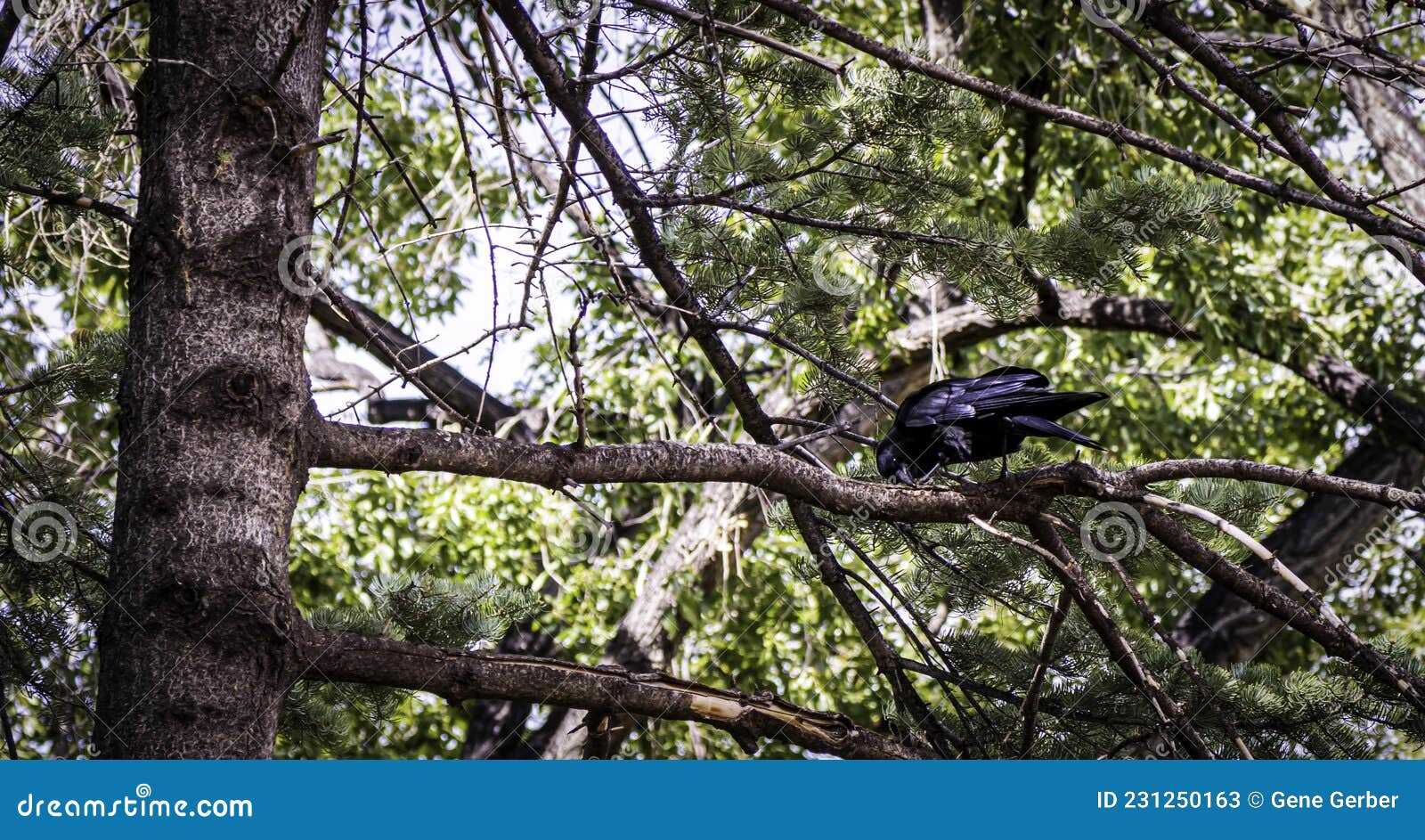 Crow Hiding in Tree stock image. Image of green, gerber - 231250163