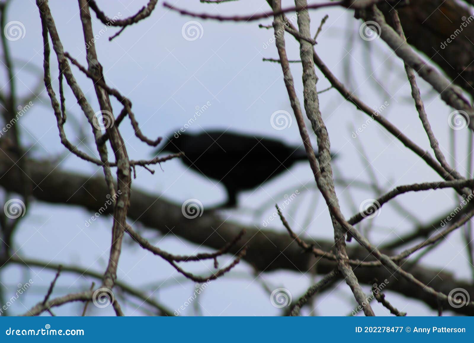 Crow high in the trees stock image. Image of crow, high - 202278477