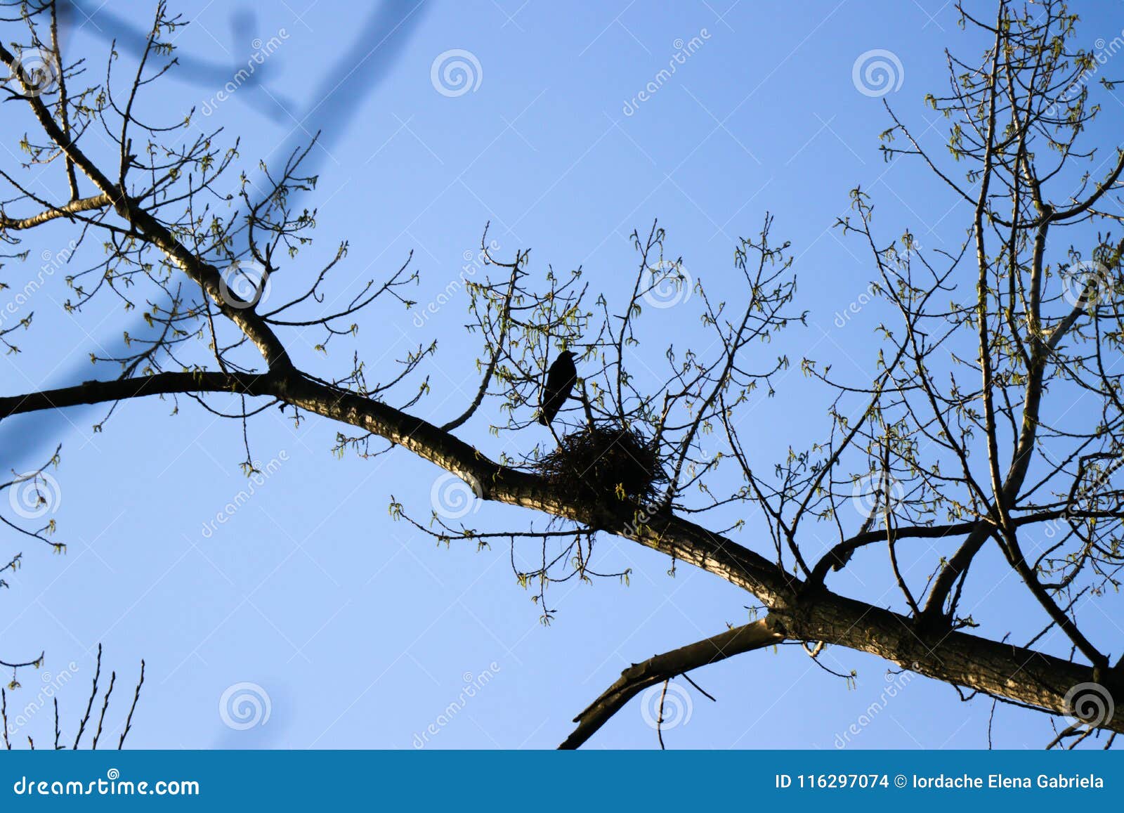 A crow at his nest stock photo. Image of eyes, fledgling - 116297074