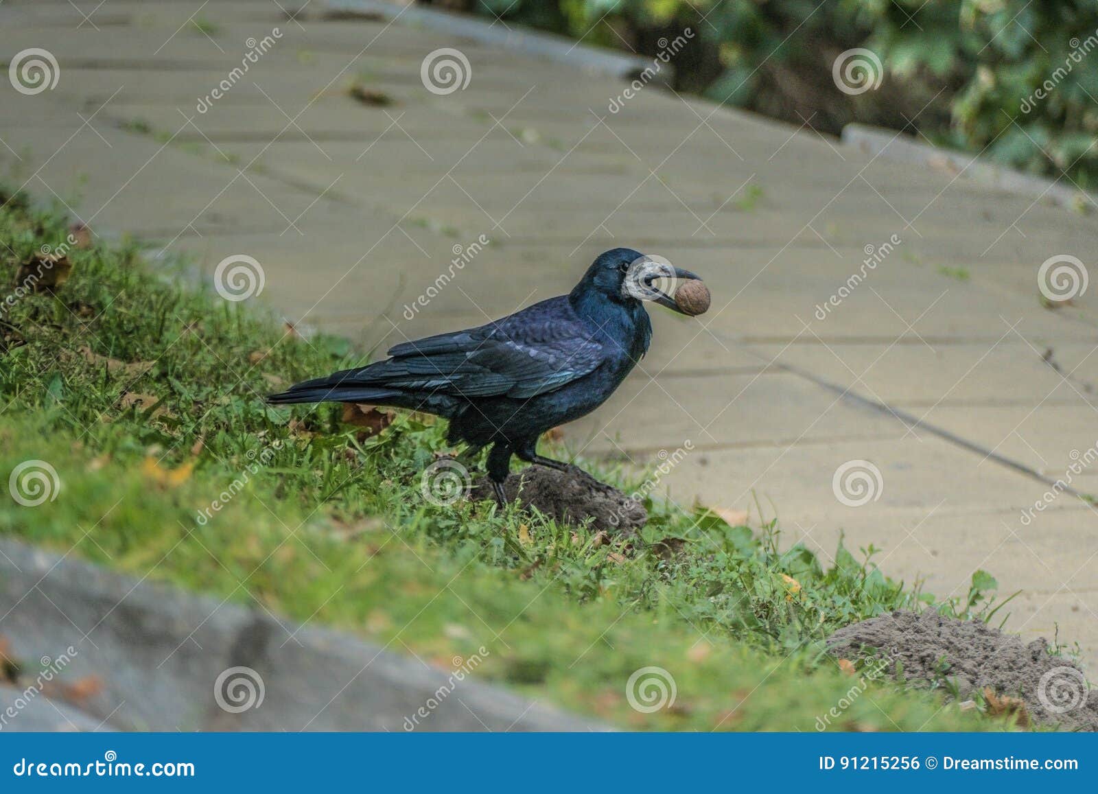 Crow holds the nut stock photo. Image of grass, dump - 91215256