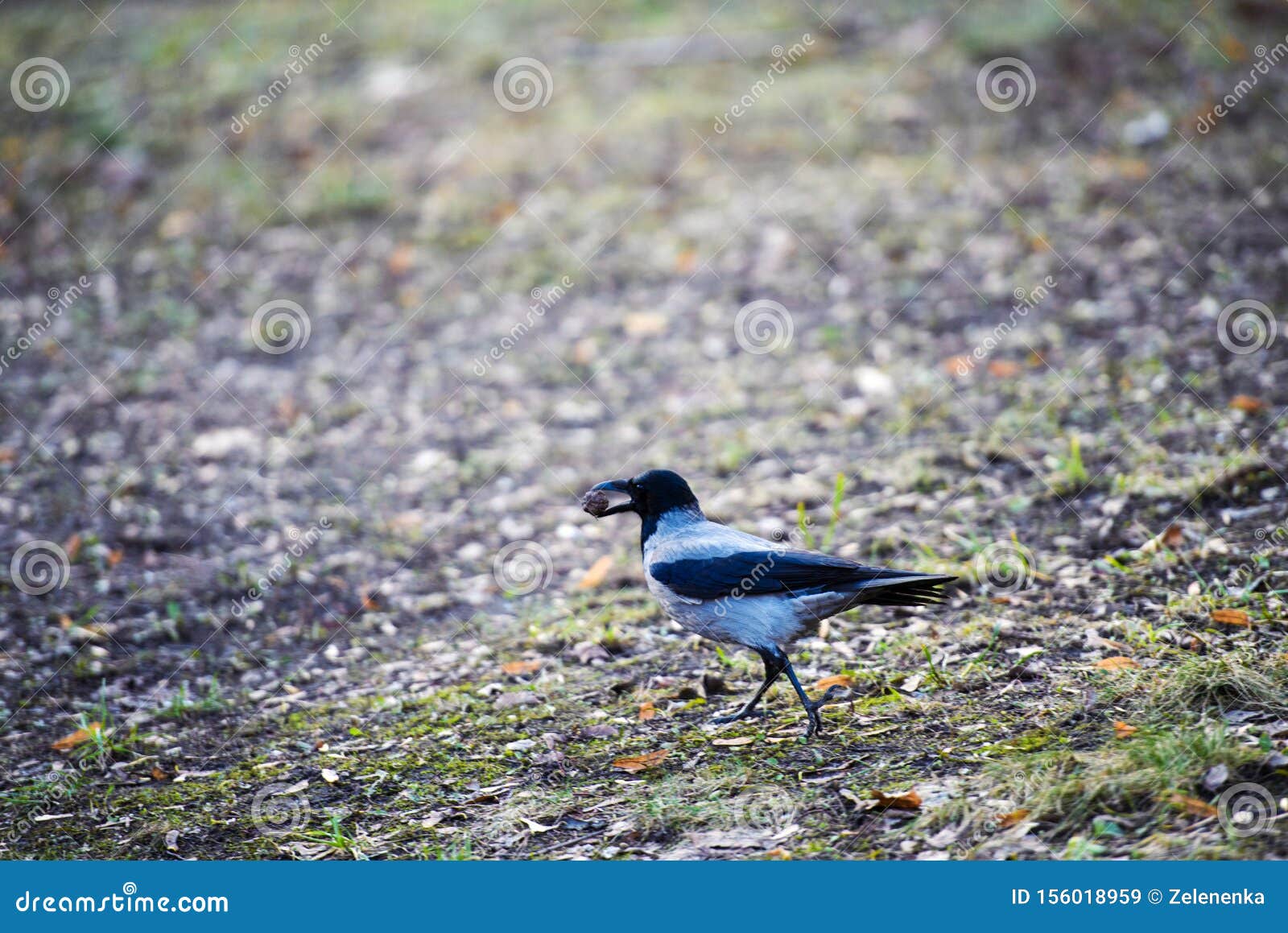 Crow Holds a Nut in Its Beak Stock Image - Image of corvus, trunk ...