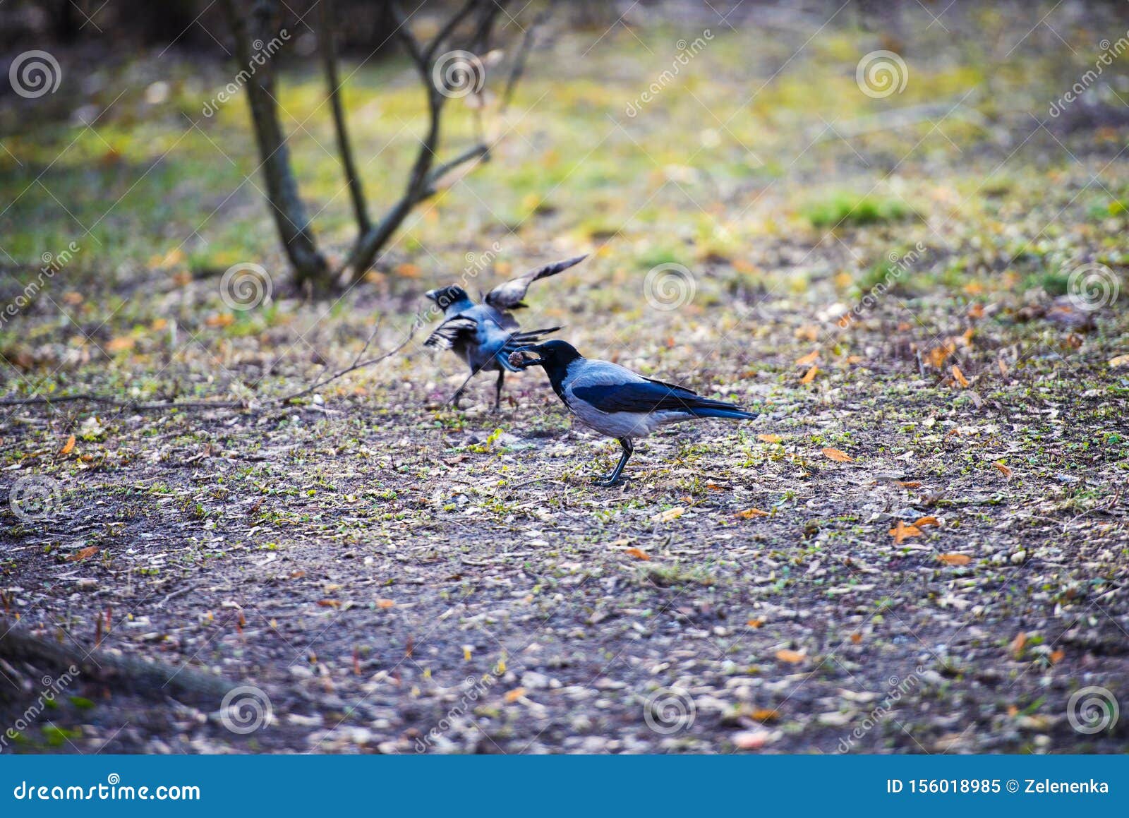 Crow Holds a Nut in Its Beak Stock Image - Image of fauna, wildlife ...
