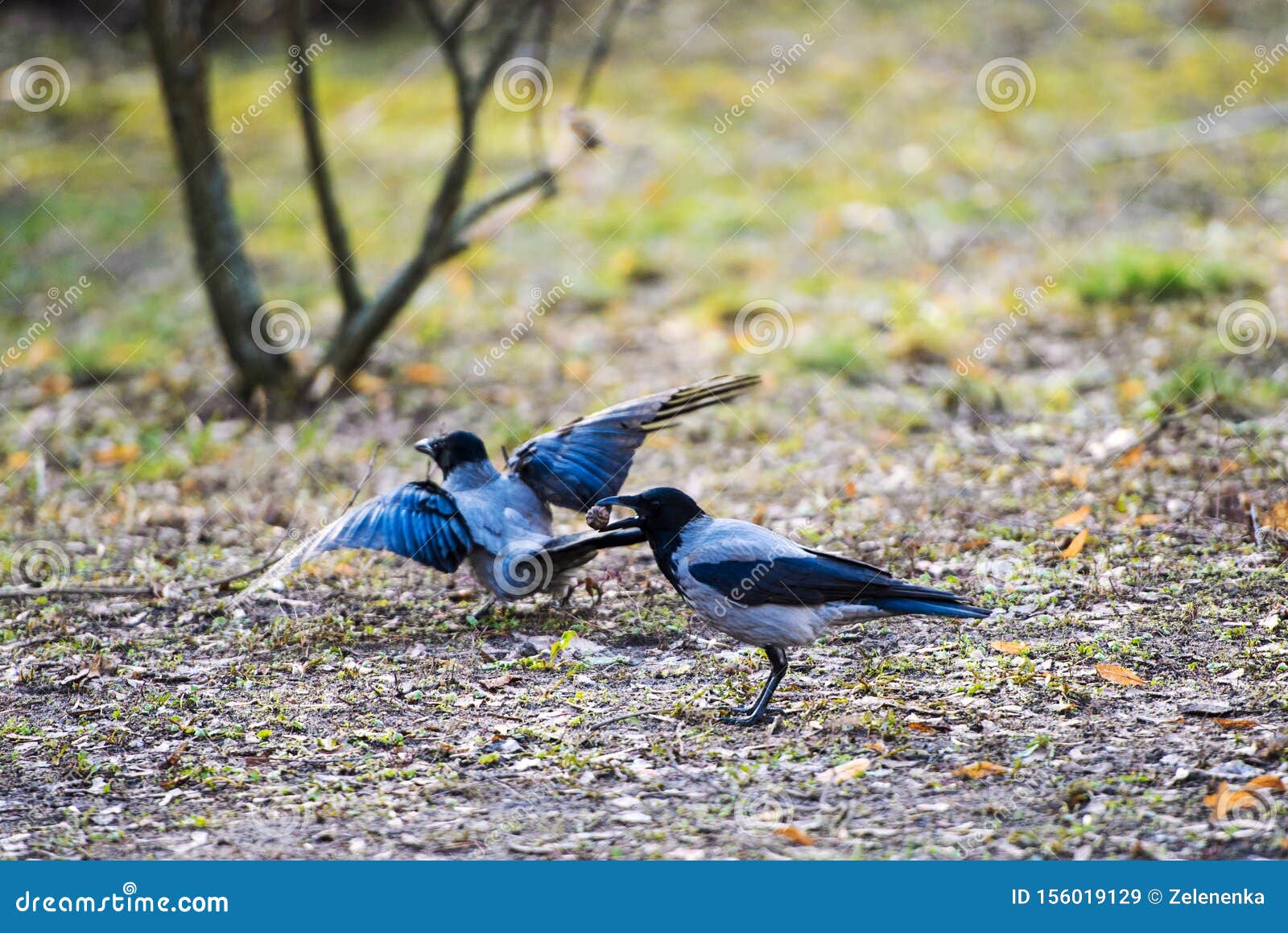 Crow Holds a Nut in Its Beak Stock Image - Image of crow, carrion ...