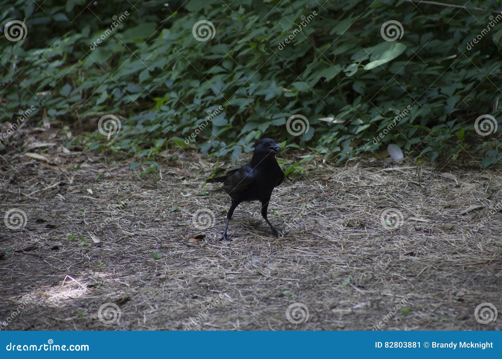 Crow stock image. Image of feathers, forests, magic, halloween - 82803881
