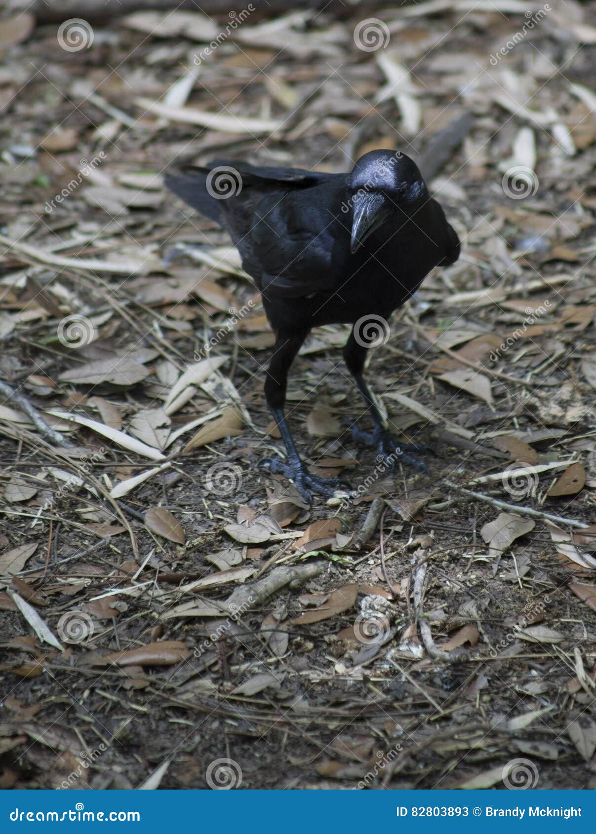 Crow stock image. Image of ground, beak, flying, angry - 82803893