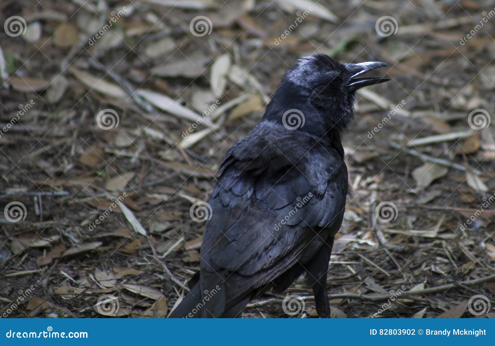 Crow stock photo. Image of dark, closeup, biodiversity - 82803902