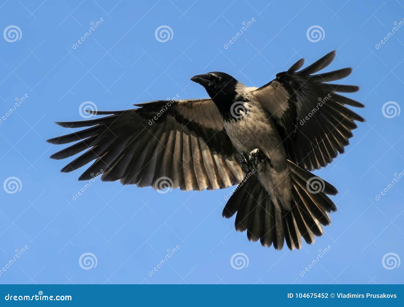 Owl Fly With Open Wings. Barn Owl, Tyto Alba, Flying Above Rime White ...