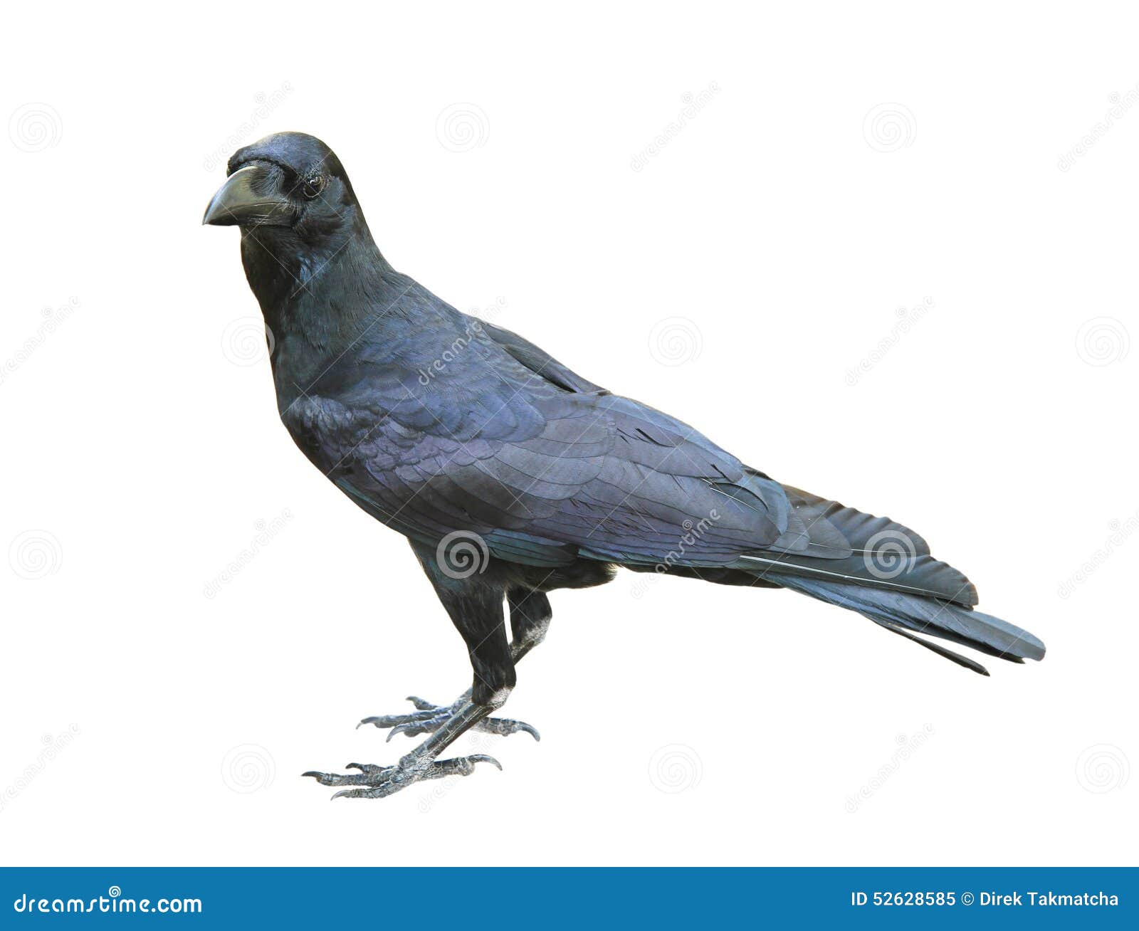 Crow Isolated on White Background Stock Image - Image of bird, studio ...