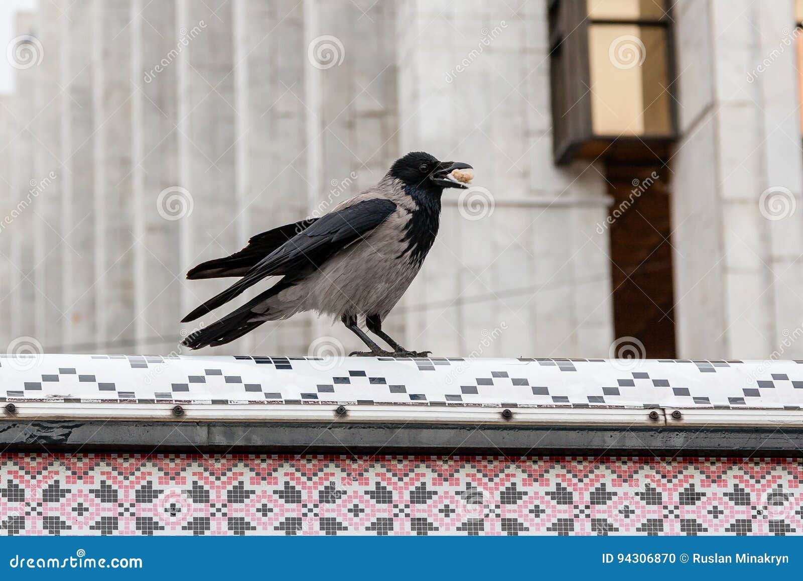 The Crow in Its Beak Holds a Nut Stock Photo - Image of beak, corvus ...