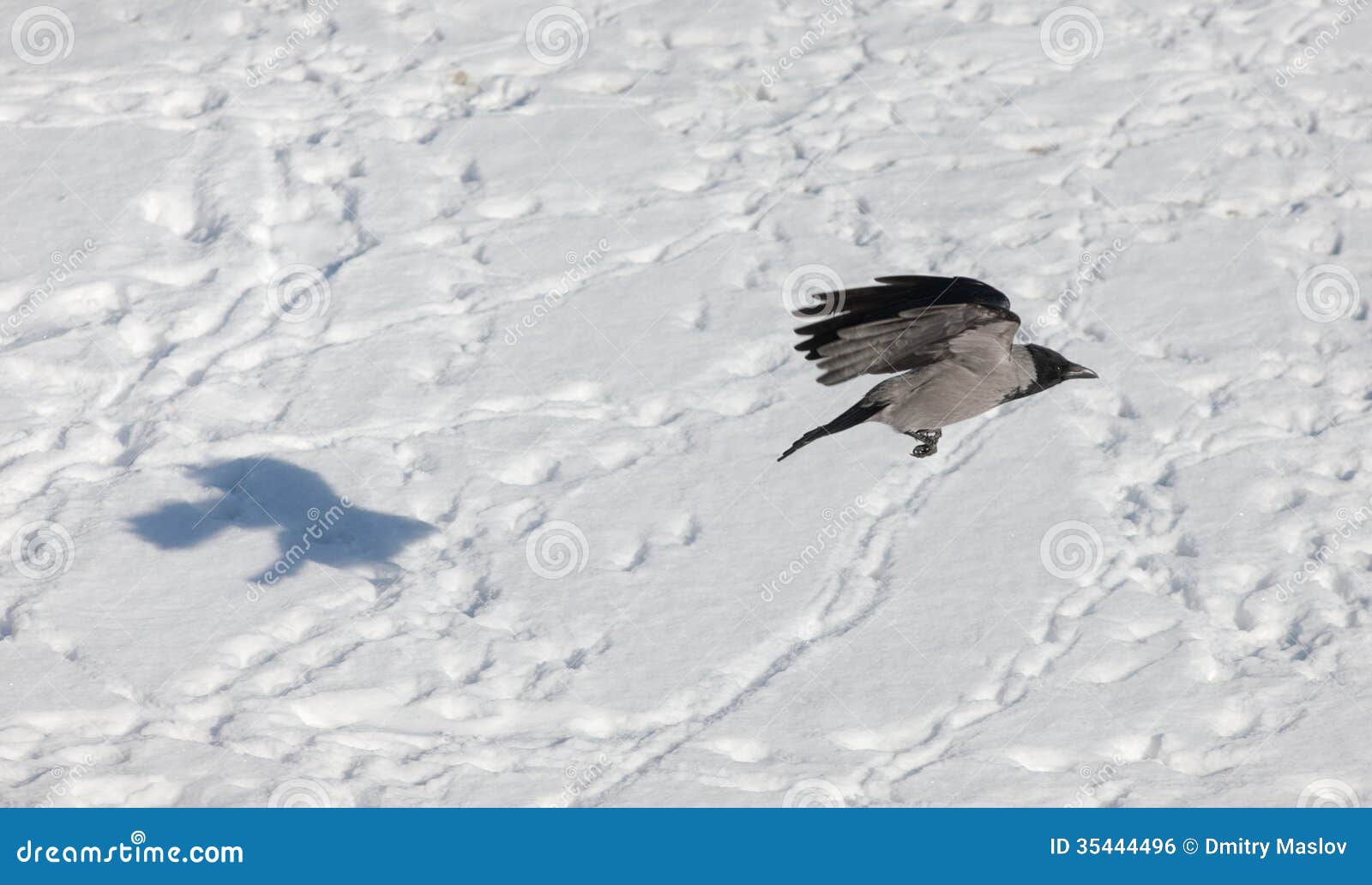Crow and its shadow stock photo. Image of snow, cold - 35444496