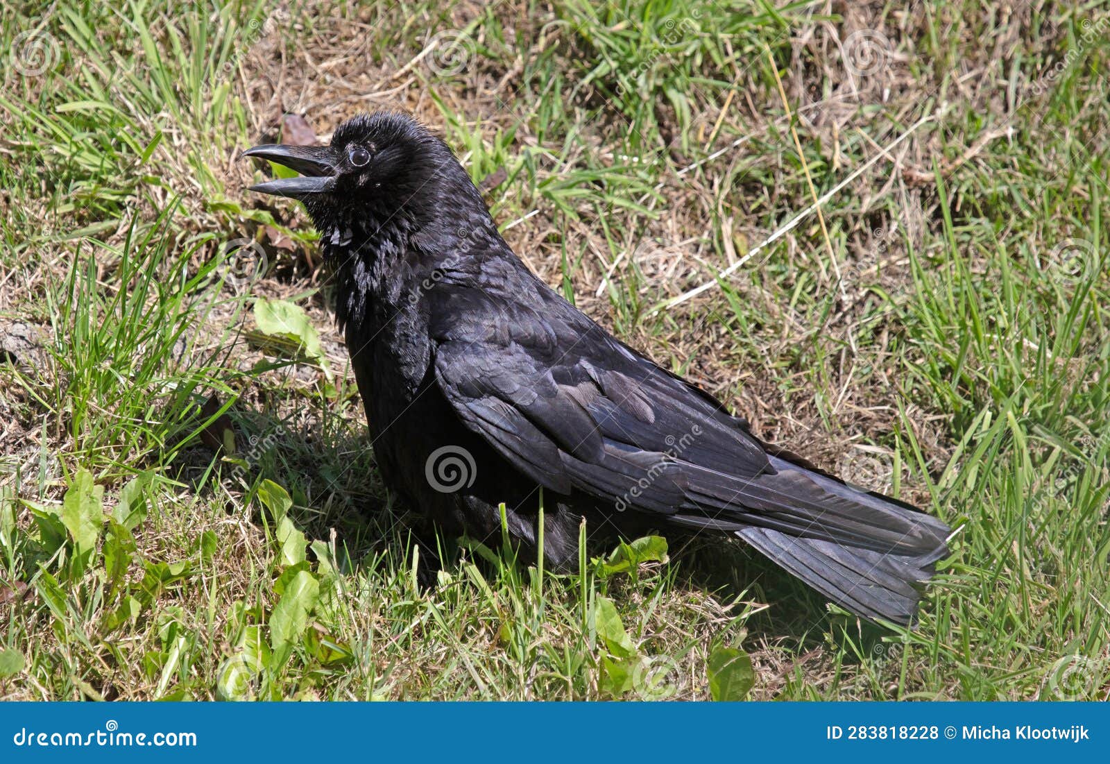 Crow Iwith an Open Beak in Hot Weather Stock Photo - Image of crow ...