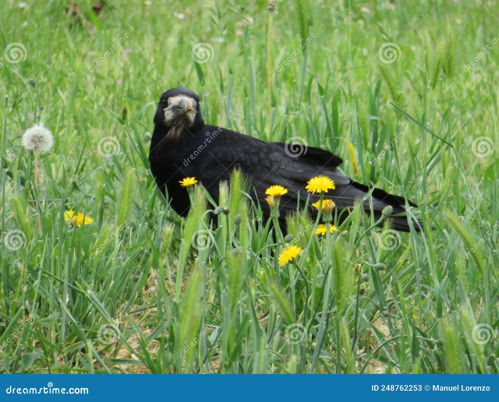 Crow Jackdaw Black Bird Scavenger Strong Bird`s Beak Stock Image ...