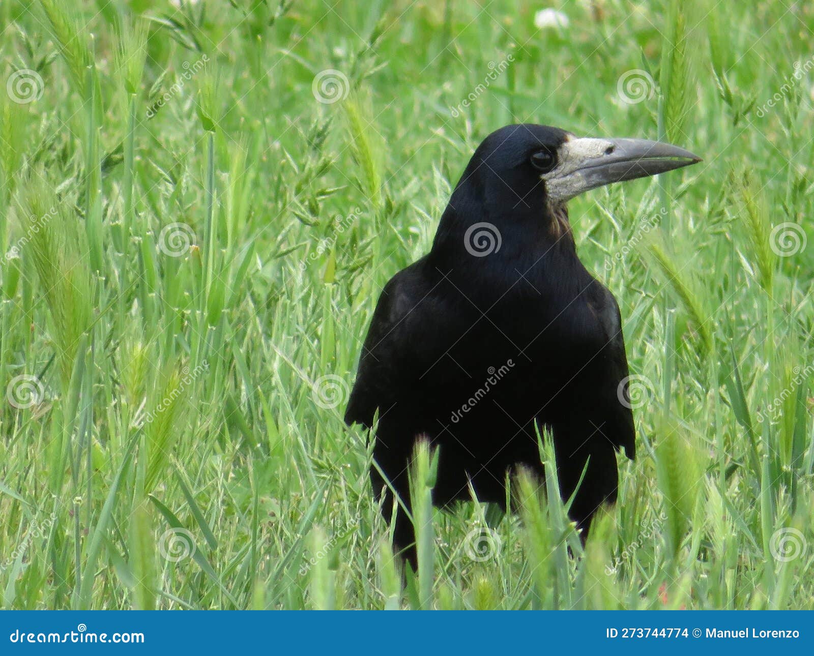 Crow Jackdaw Black Bird Scavenger Strong Bird S Beak Stock Photo ...