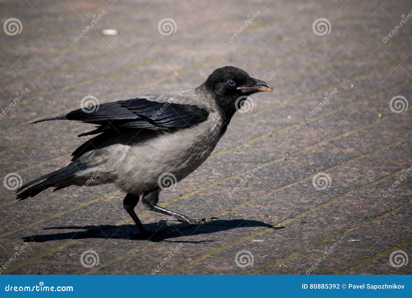 Crow stock photo. Image of deep, avian, peeking, beauty - 80885392