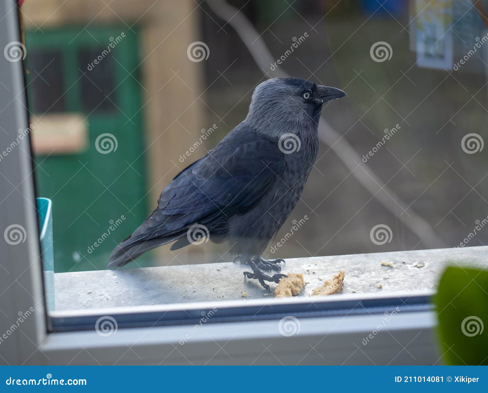 Crow Landed in Front of the Window Stock Image - Image of color, bread ...