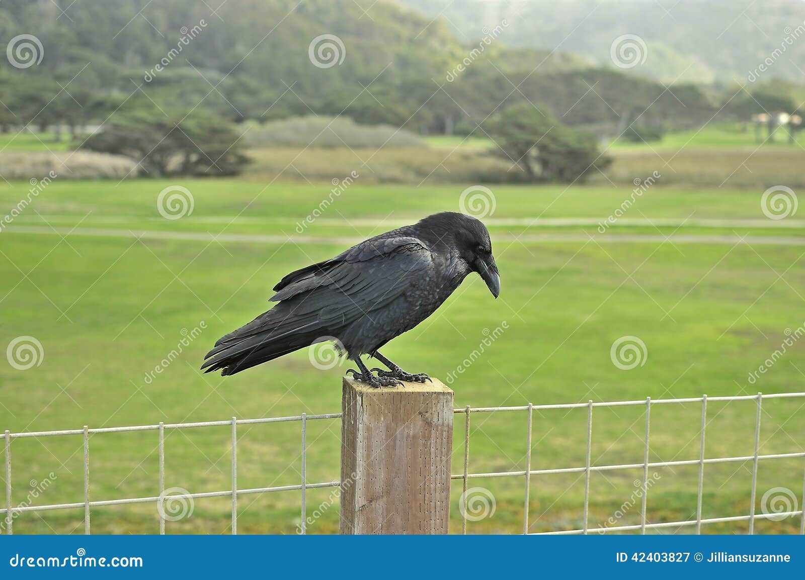 Crow stock image. Image of fence, crown, blackbird, francisco - 42403827