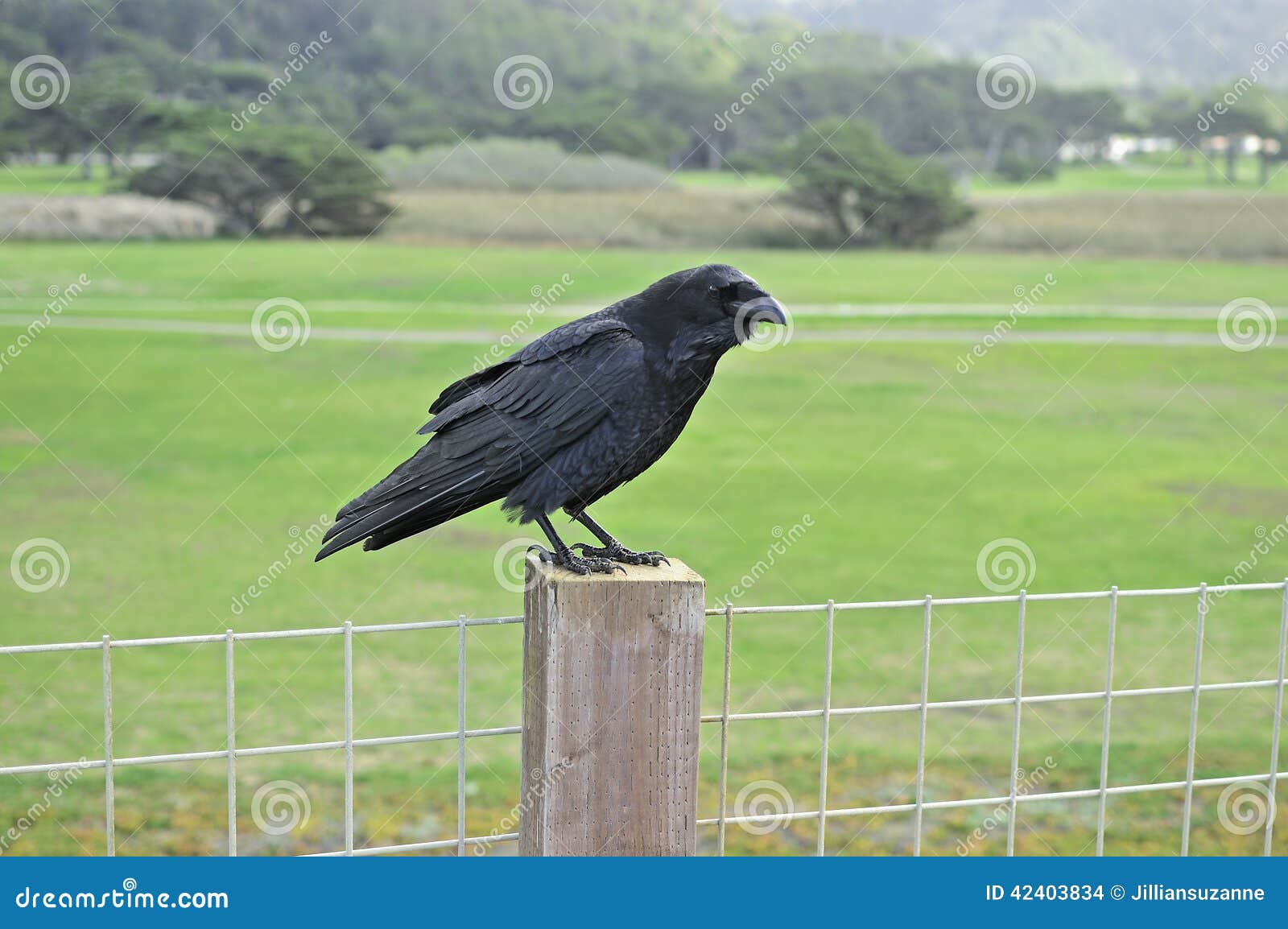 Crow stock photo. Image of beauty, california, common - 42403834
