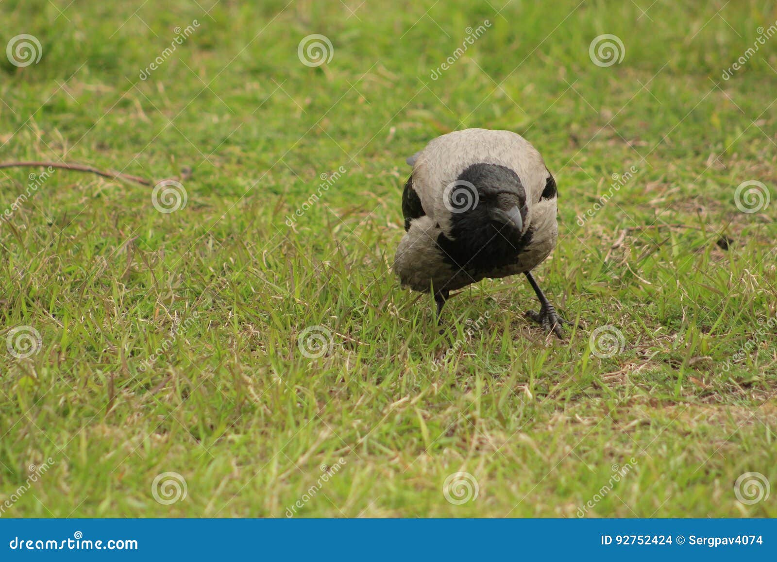 Crow on the lawn stock photo. Image of grass, paws, crow - 92752424