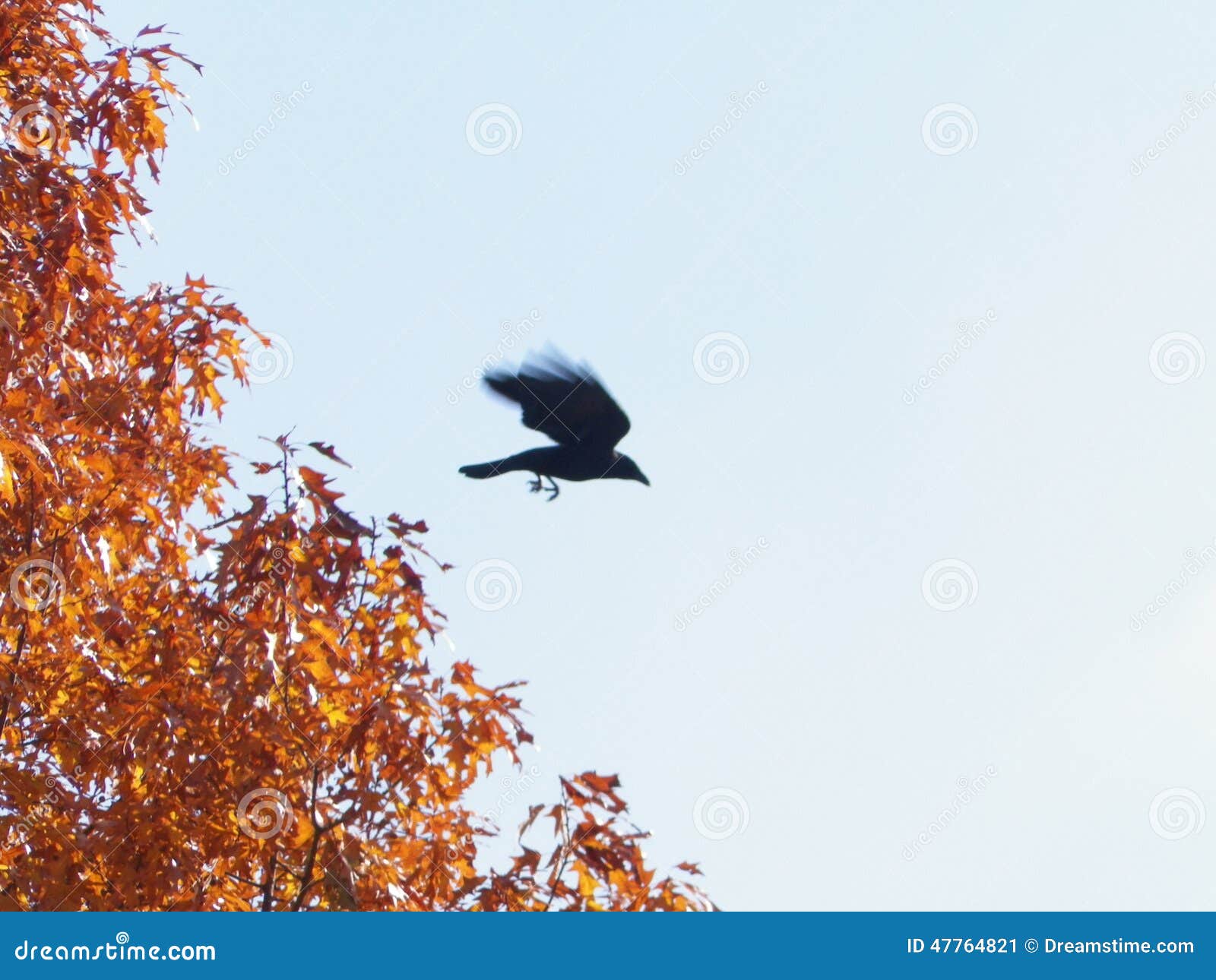 Crow Leaving an Autumn Tree Stock Image - Image of alert, snack: 47764821