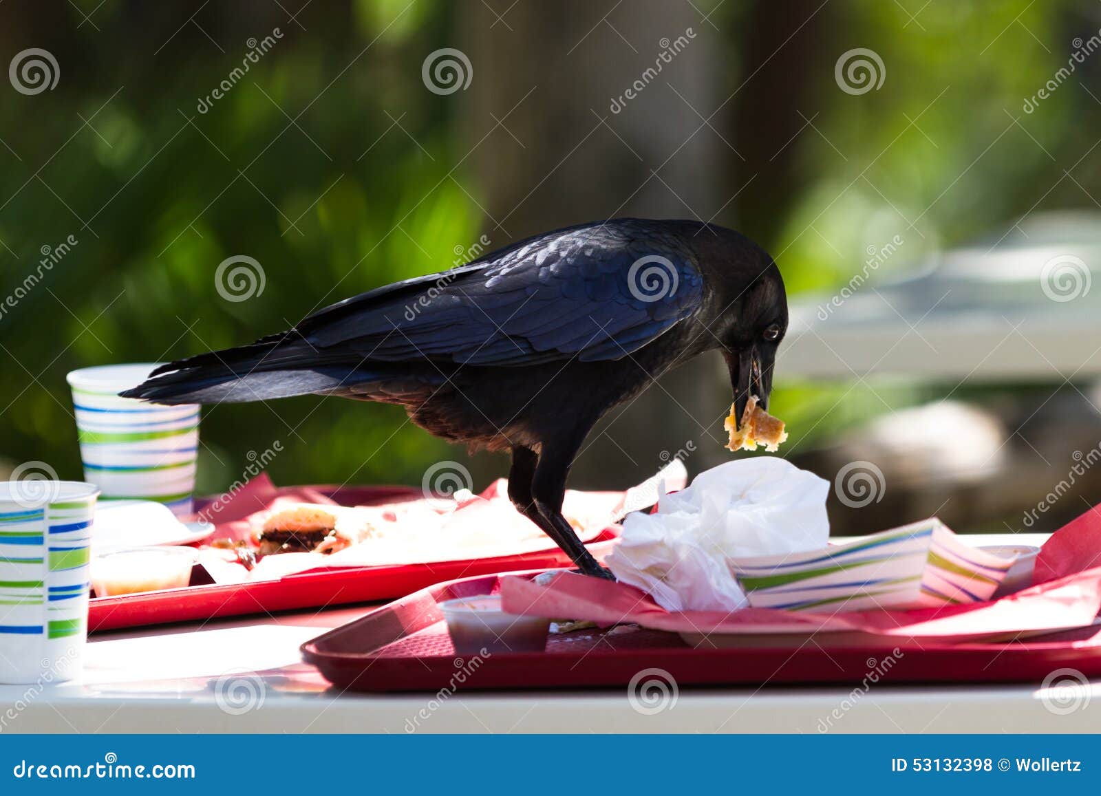 Crow with leftover lunch stock photo. Image of nature - 53132398