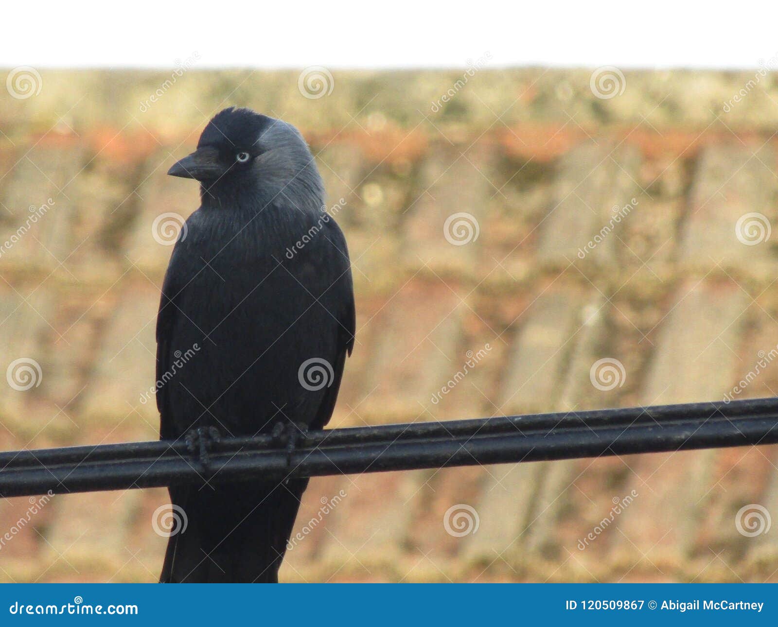 Crow on the Line stock image. Image of landed, line - 120509867