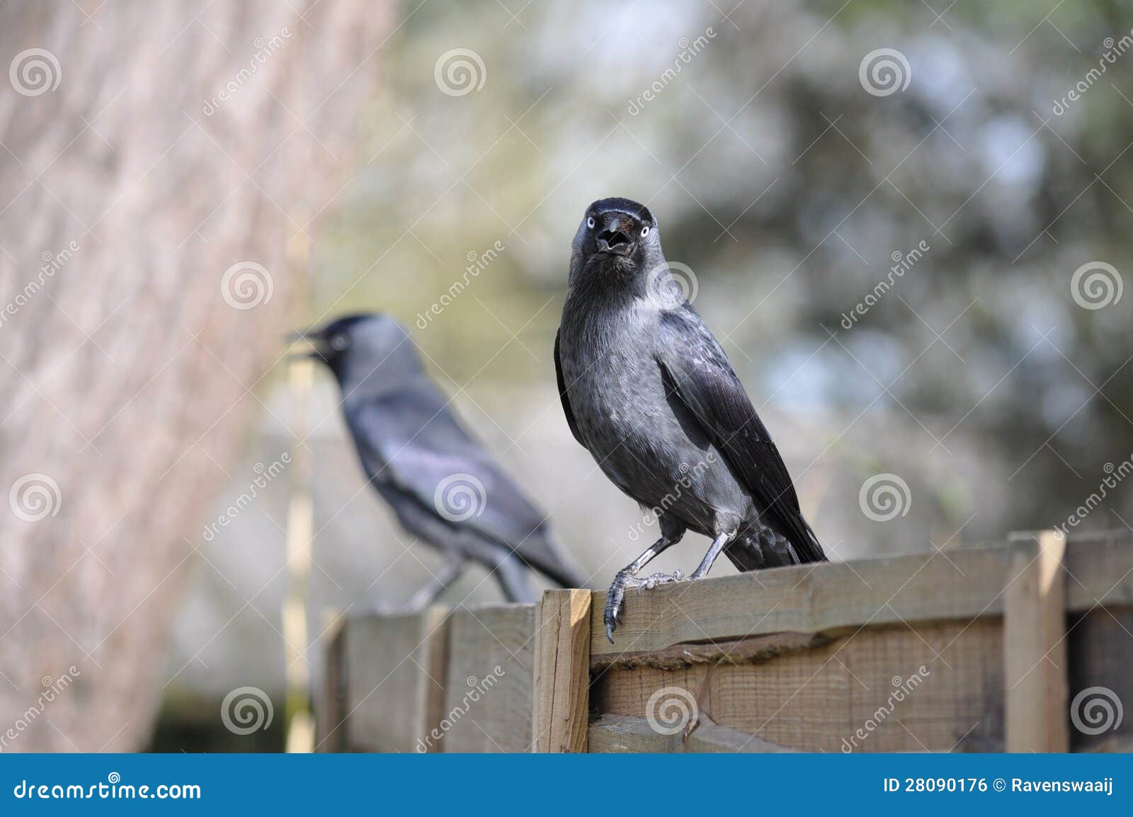Crow looking stock photo. Image of looking, crow, black - 28090176