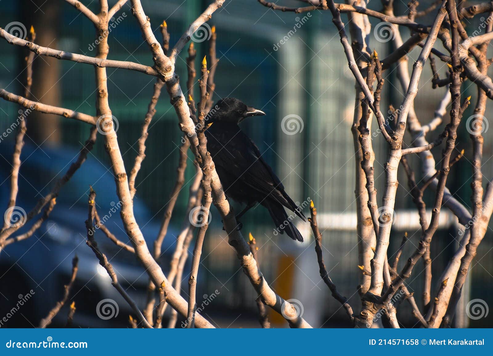 Crow stock photo. Image of autumn, looking, reflection - 214571658