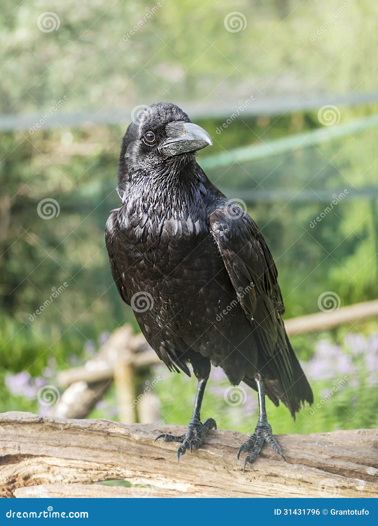 Crow looking aside stock photo. Image of cantabria, tourism - 31431796