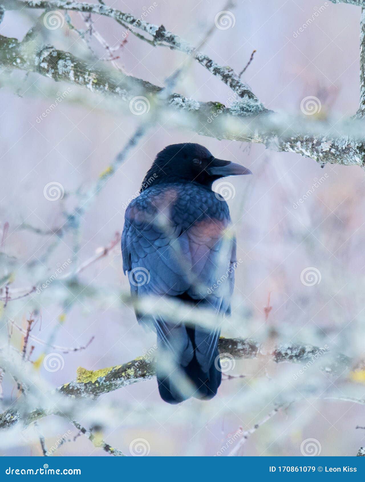 Crow looking back stock image. Image of black, animal - 170861079