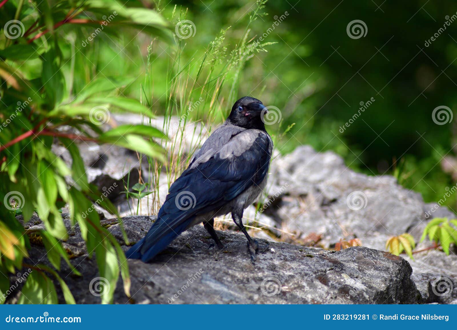 Crow Looking at Camera stock image. Image of eyes, crow - 283219281