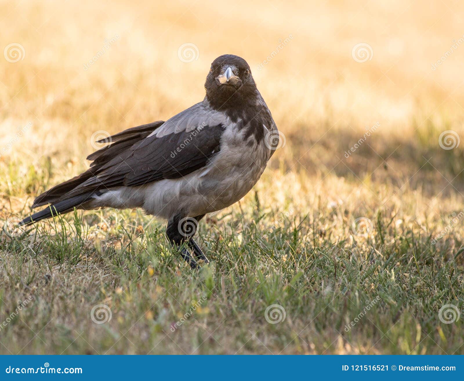 The Crow stock image. Image of nature, wildlife, insects - 121516521
