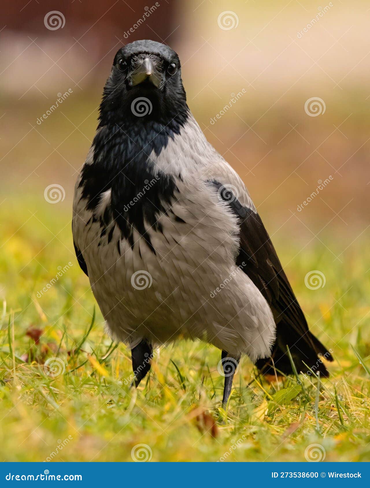 Crow looking at the camera stock photo. Image of blur - 273538600