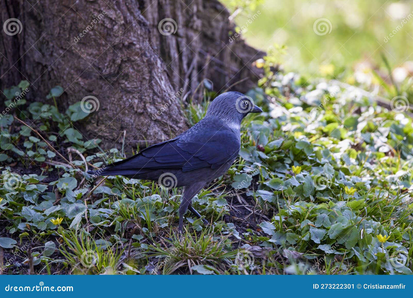 A Crow Looking for Straw in the Grass Stock Image - Image of wings ...