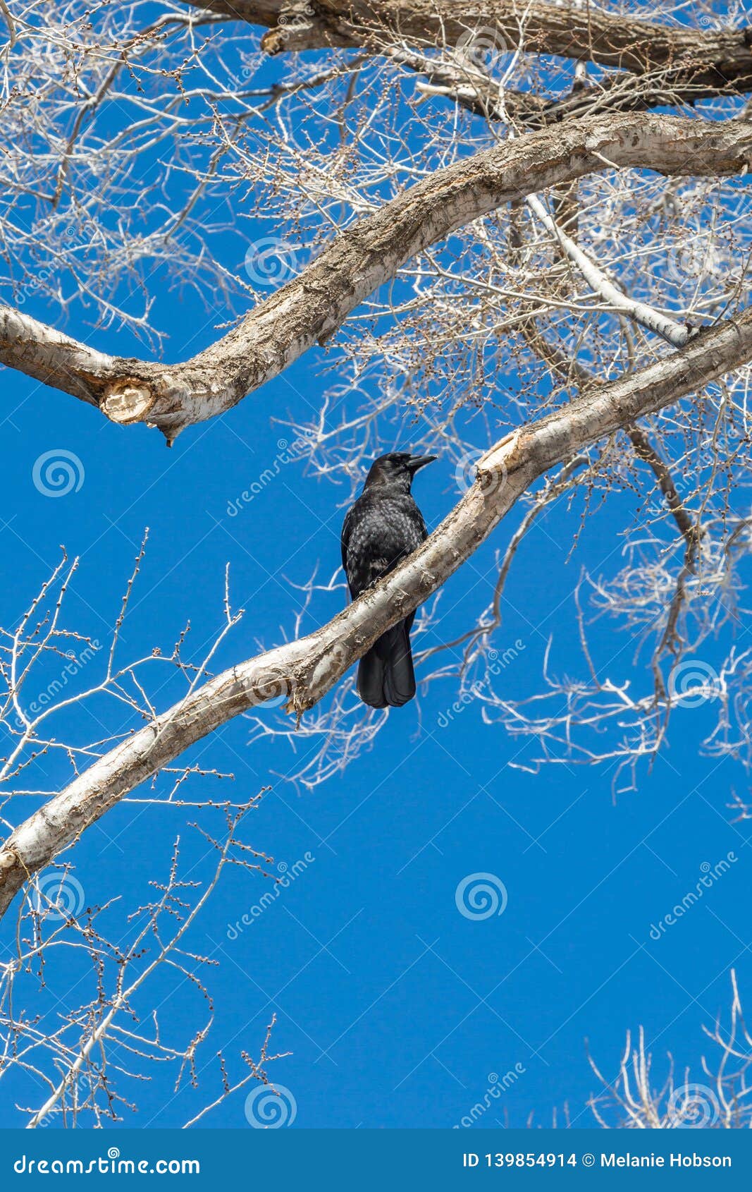 A Crow stock photo. Image of trees, geography, avian - 139854914