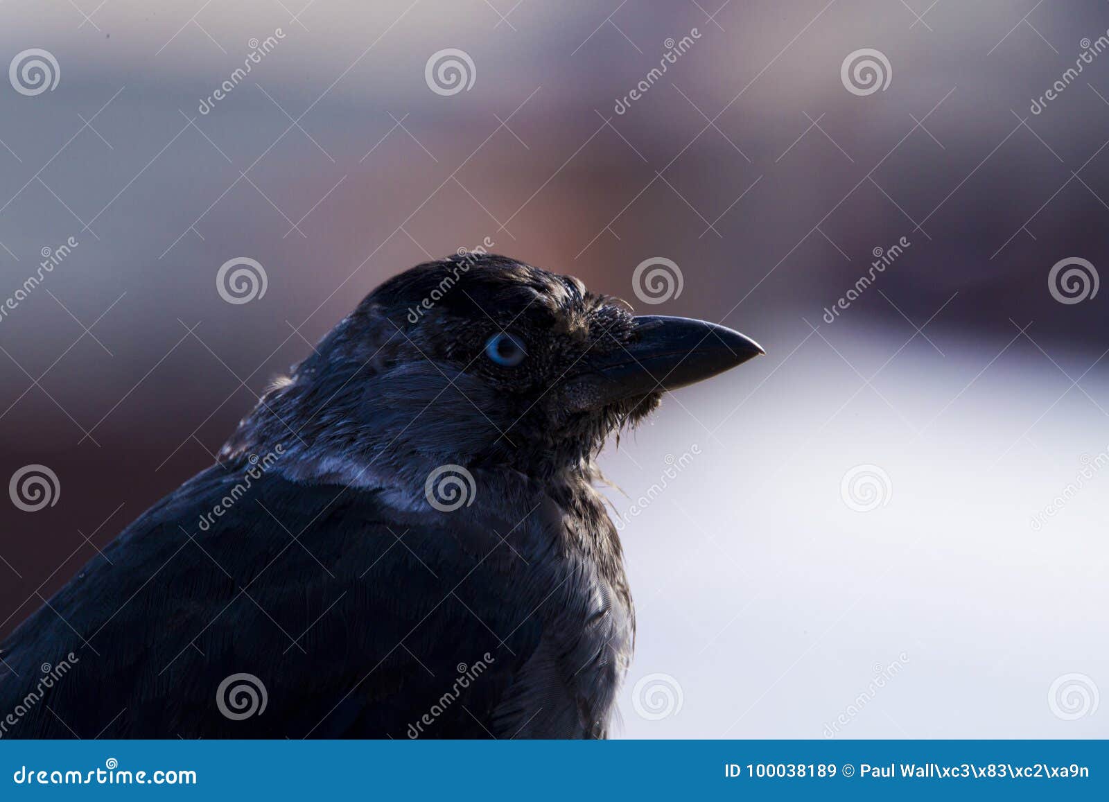 Crow looking upward stock image. Image of feathers, blue - 100038189