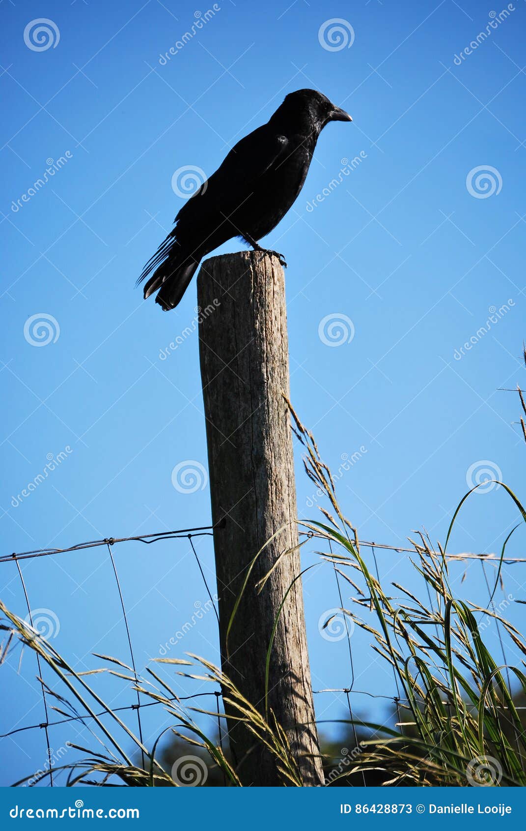 Crow on the lookout stock image. Image of outside, wildlife - 86428873