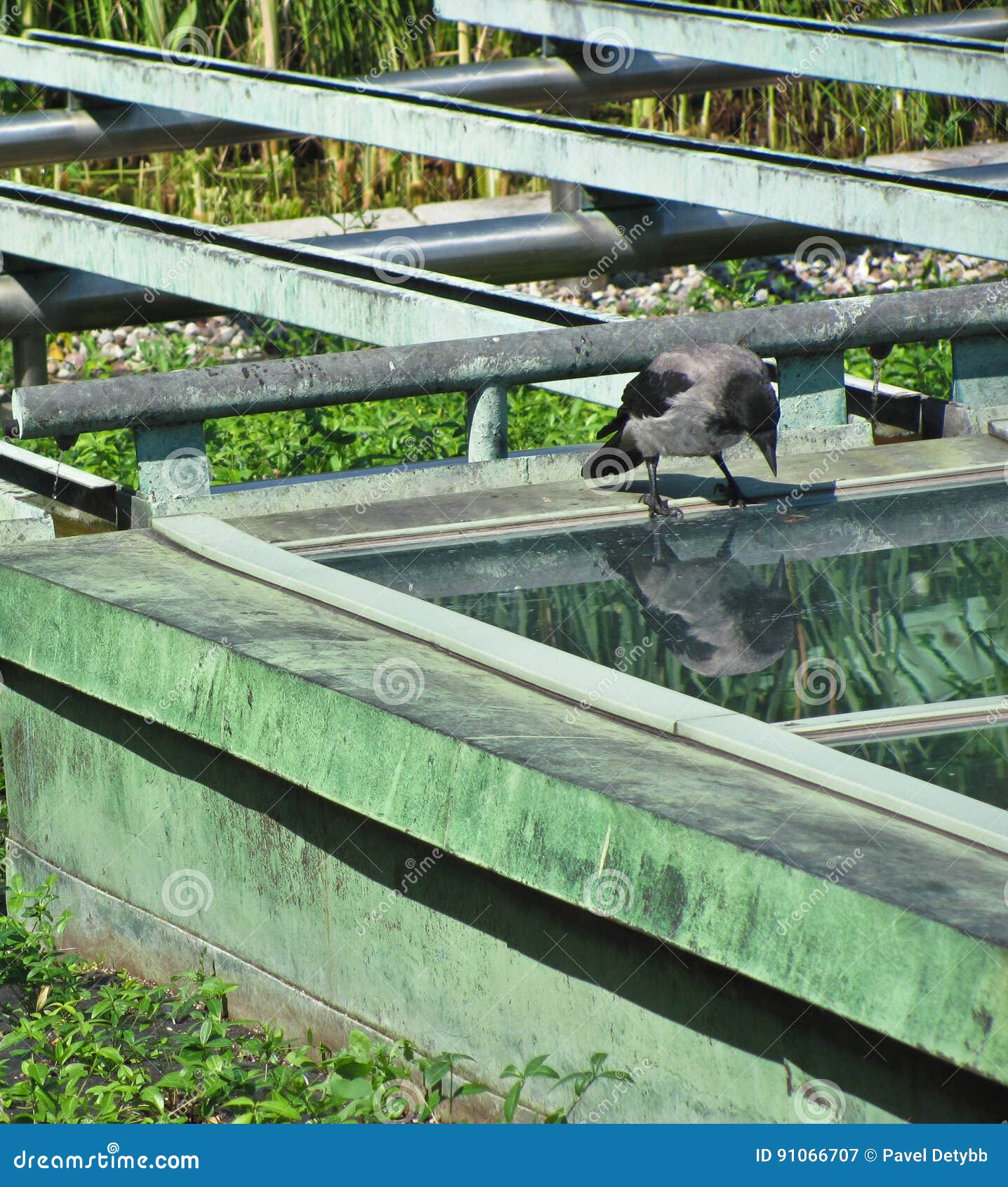 The Crow Looks at Its Reflection Stock Image - Image of crow, close ...